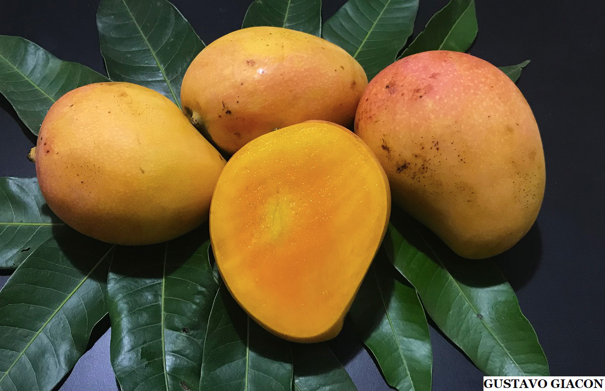 Viveiro Ciprest - Plantas Nativas e Exóticas: Manga Rosa da Bahia ...