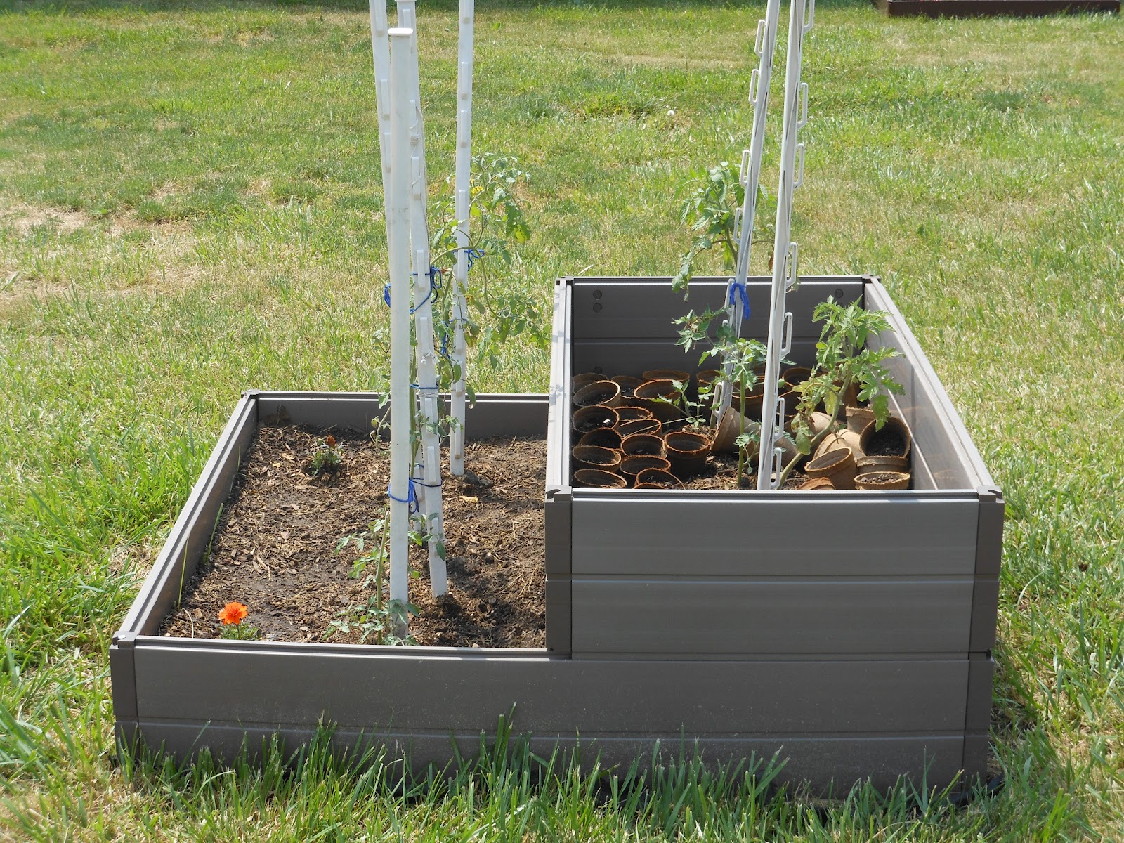 Nana's Garden: Tomato's in a Raised Bed Garden