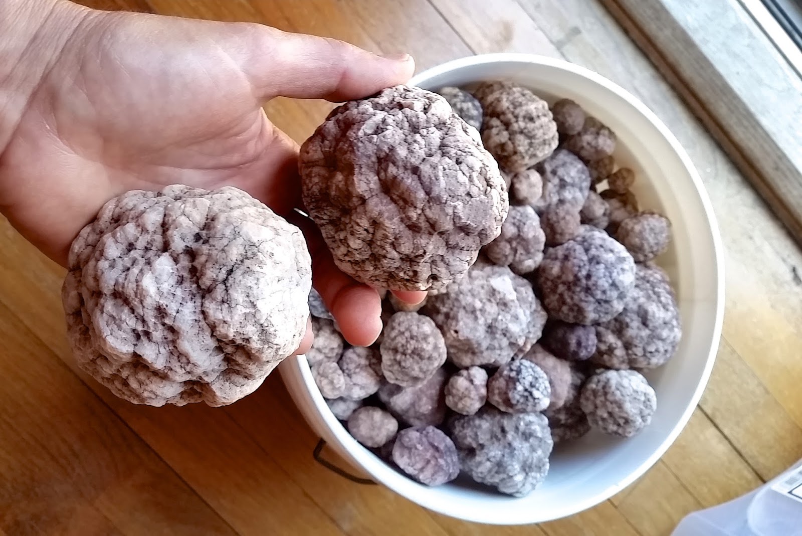 Zookeeper Fossils: More Arizona Geode Tour 2016!