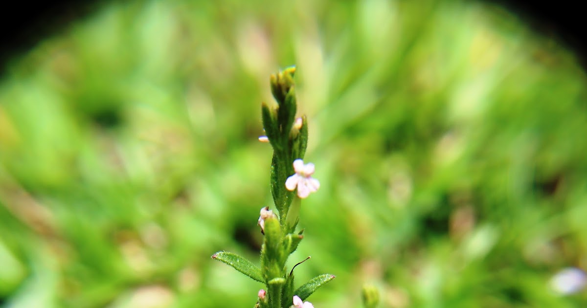 Trend Masa Kini Rumput Jarum Emas, Rumah Terpopuler!