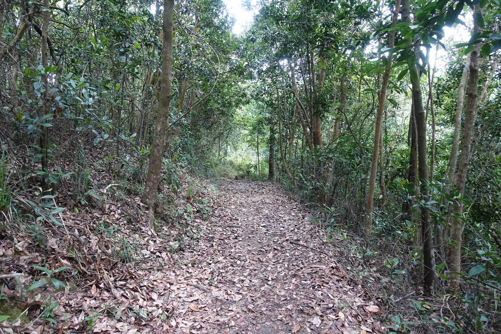 消耗五百食翻一千※香港行山記: 大埔滘黃路 Tai Po Kau Forest Yellow Walk