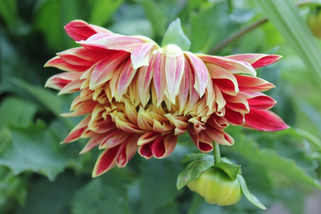 Mustavalkoisten koti: Uutta kotia etsivät daaliat ja niiden kaverit