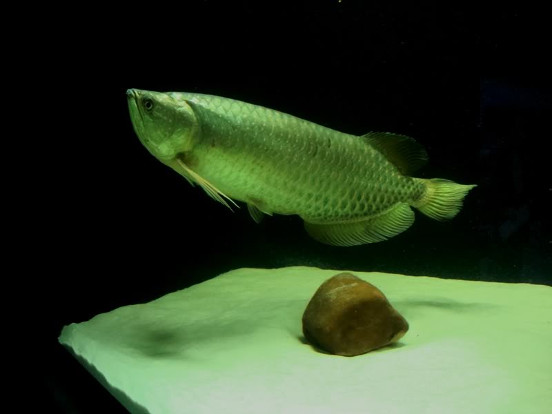 Fishes Images: Aruana