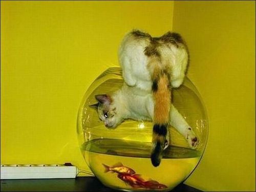 I'm almost there... | Funny Cat Pictures