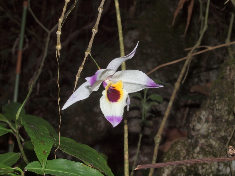 Dendrobium falconeri care and culture | Travaldo's blog