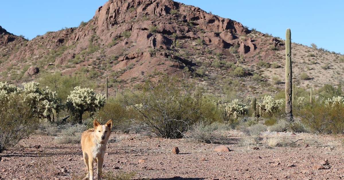 Adventures with Luna: Day 20 - Yuma - Organ Pipe National Monument