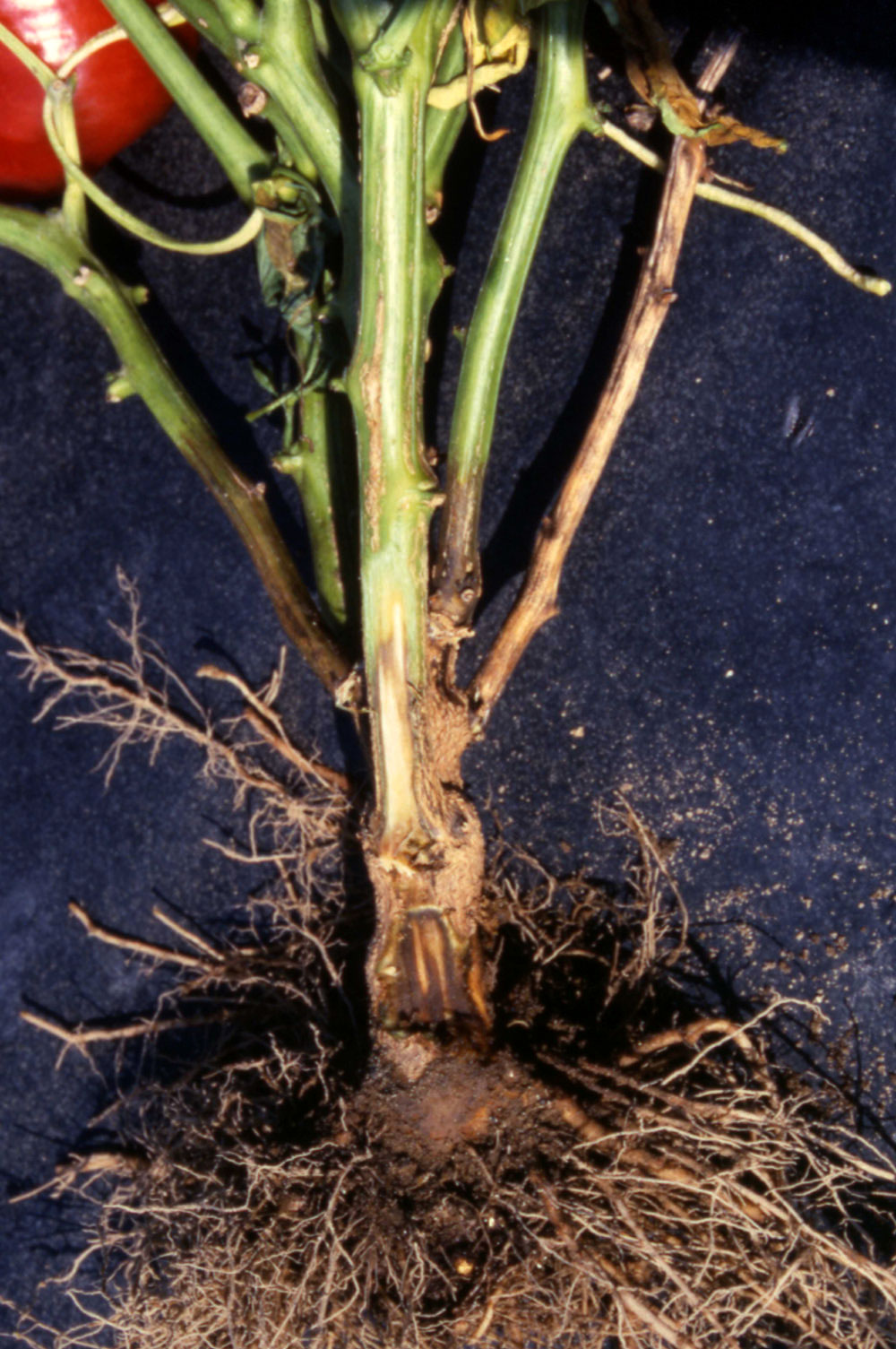 Kilimo cha Pilipili Hoho - sehemu ya tatu (Growing Bell Peppers - Part ...