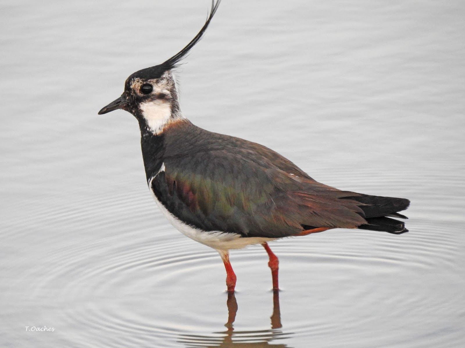 PASARI DIN ROMANIA: NAGAT, Vanellus vanellus
