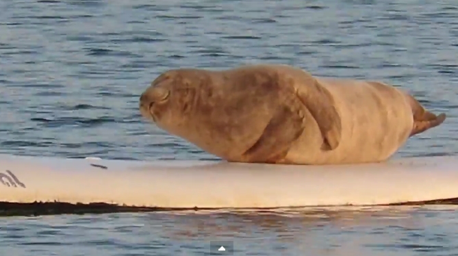 White Wolf : Seal Couldn't Be Happier With His Sweet New Surfboard (Video)
