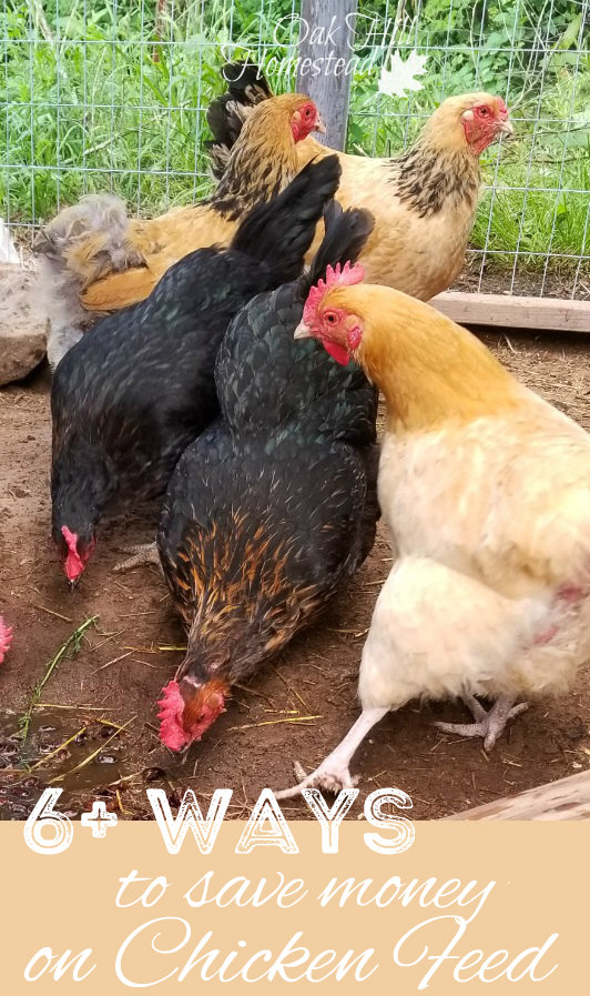 6+ Ways to Save Money on Chicken Feed - Oak Hill Homestead