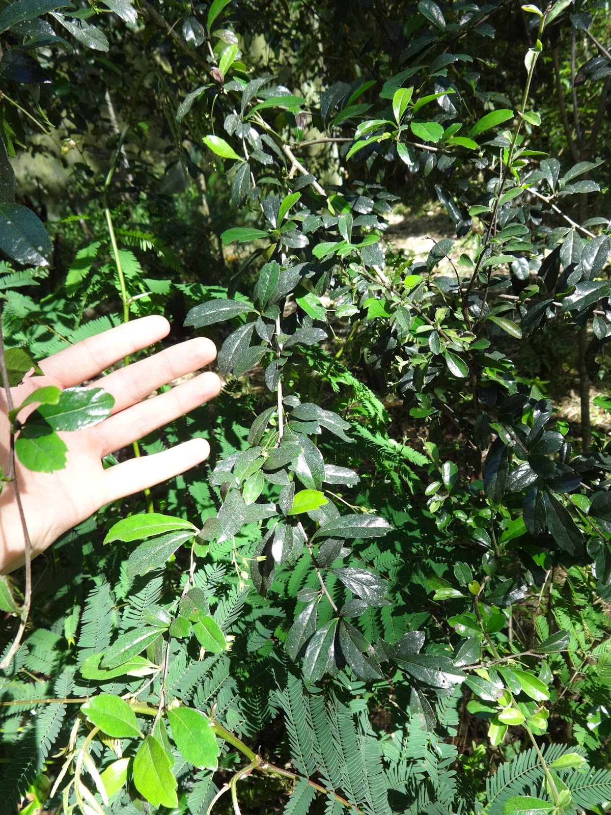 Herbs from Distant Lands: Ehretia microphylla - Fukien Tea, Fujian Tea ...
