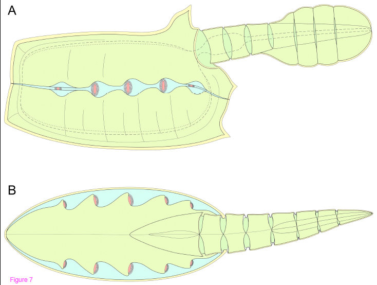 Sciency Thoughts: Are the Vetulicolians Deuterostomes?