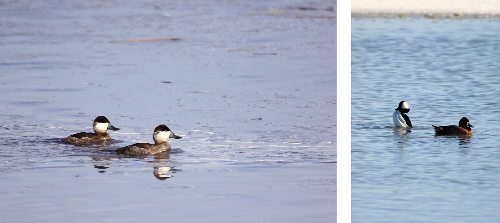 Utah Birders | Birding Blog, Utah Birds, Utah Birding, Utah Bird ID ...