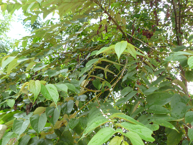 Indian Charcoal Tree - Gadumba | SL Flora