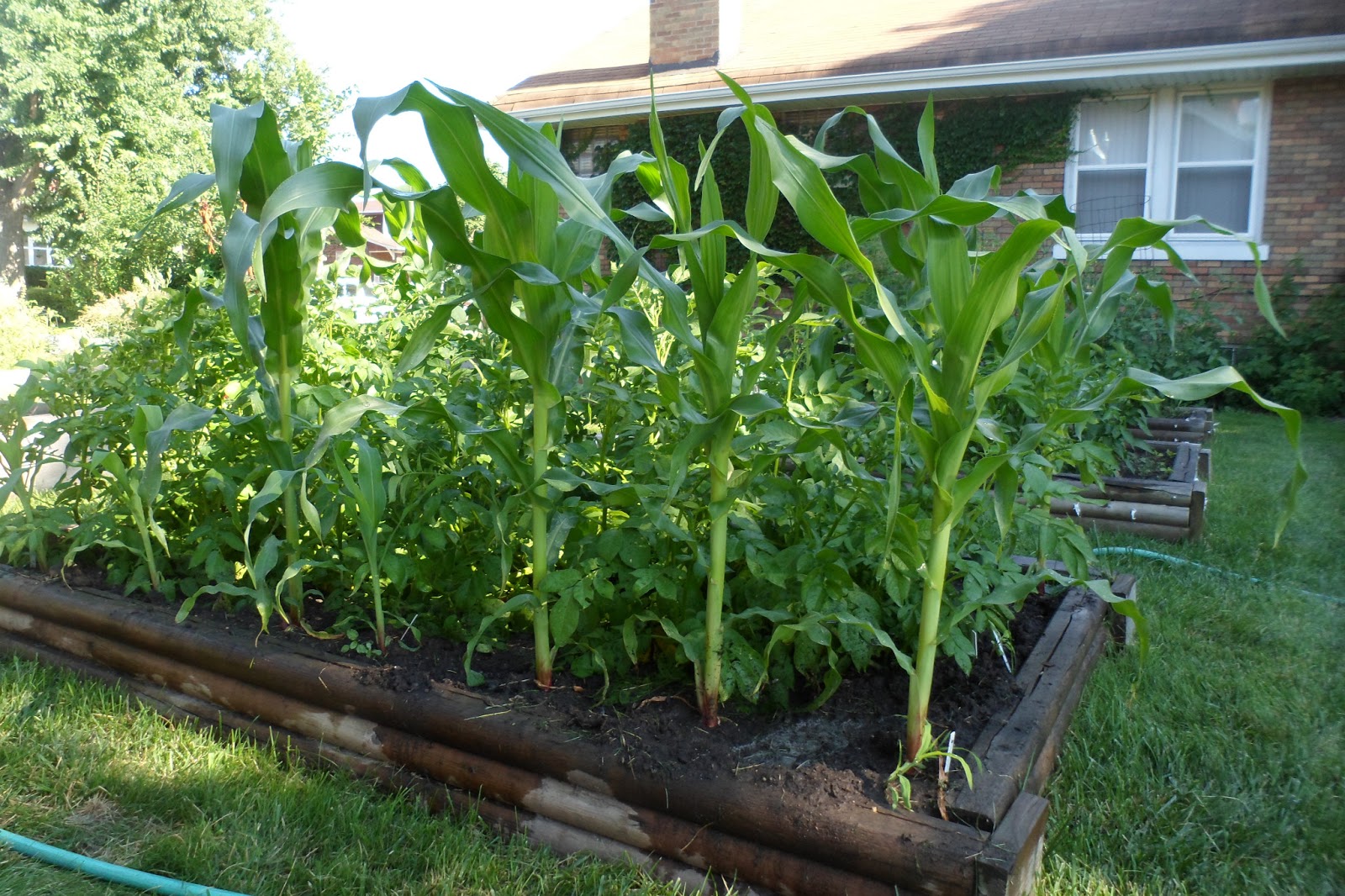 The Perennial Agriculturalist: maize