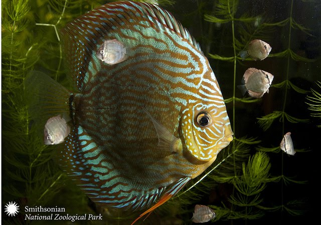 Mengenal ikan Discus - si raja ikan air tawar ~ Aquascape Batang