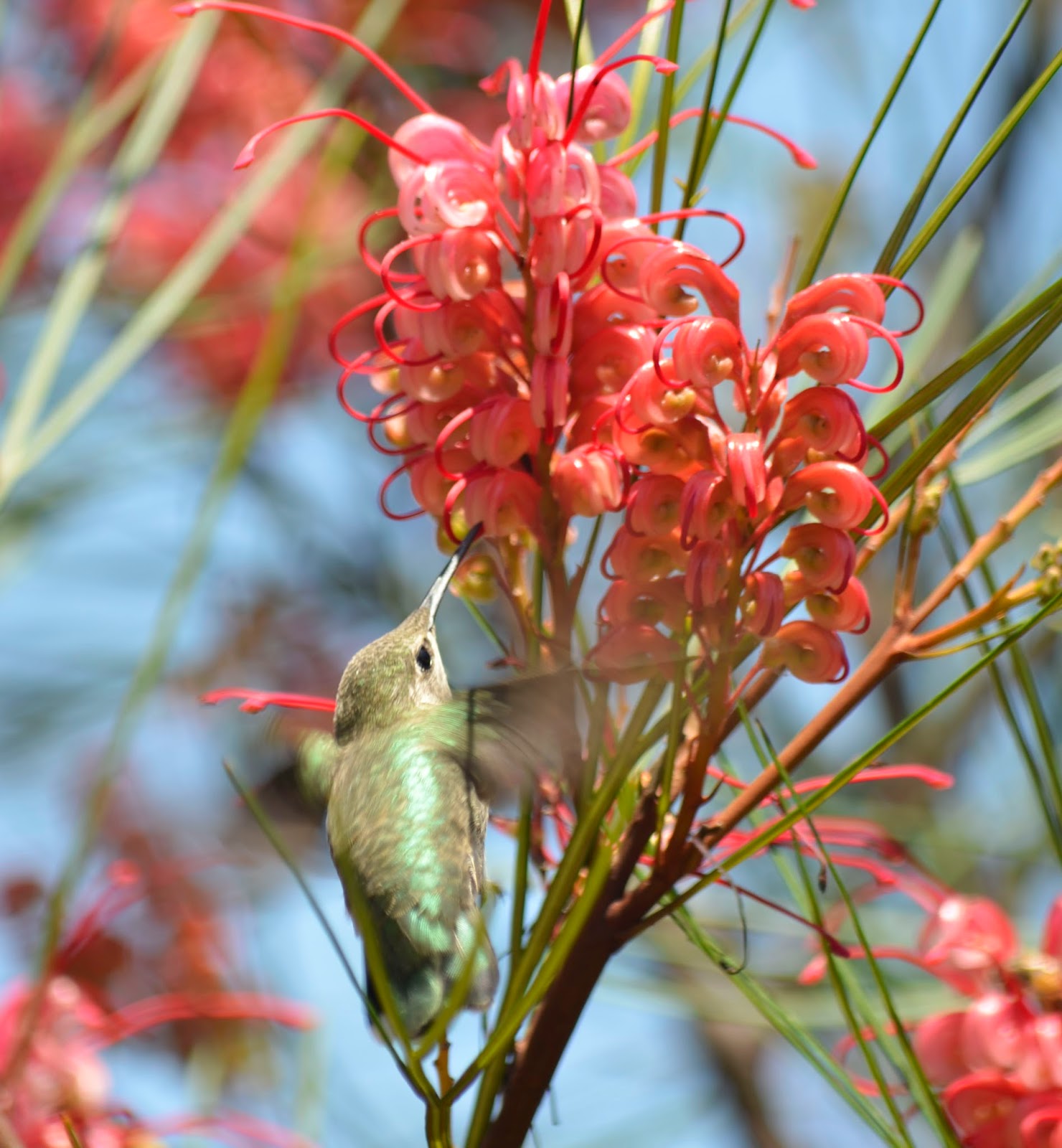 A Passion for Flowers: Grevillea Johnsonii – Hummingbird Magnet