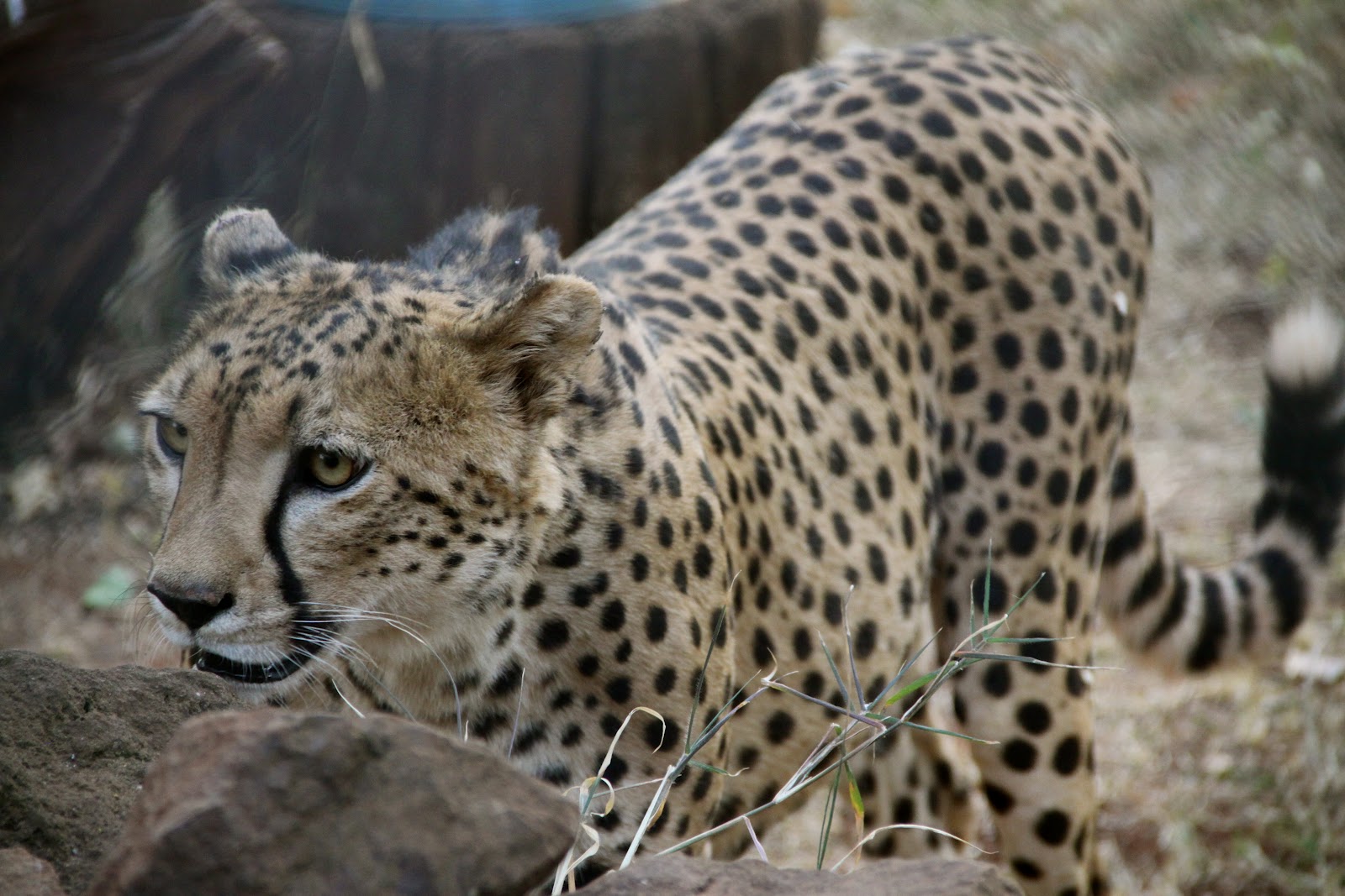 My Scenic Byway: Nairobi Animal Orphanage
