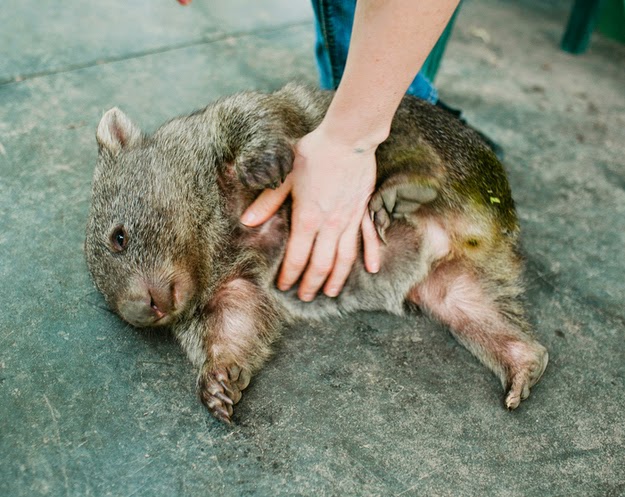 White Wolf : Douglas The Wombat Really Loves Belly Rubs And It Is ...