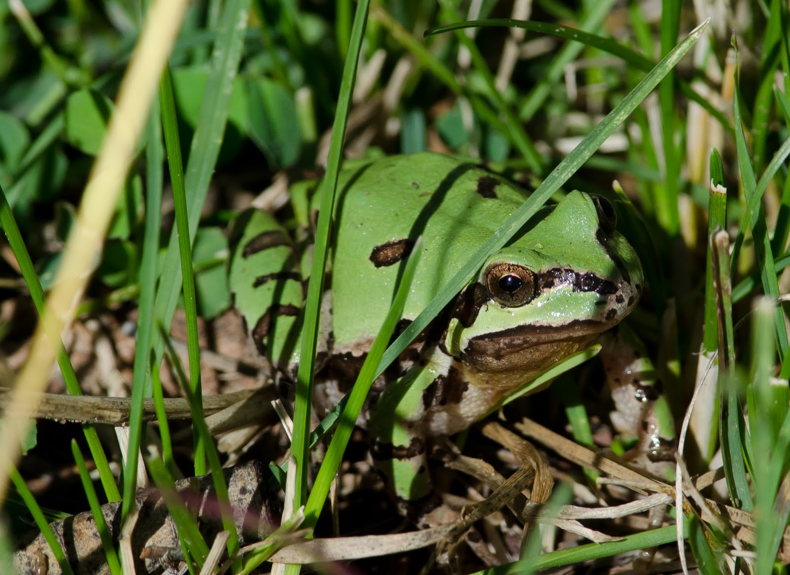Gordon's Birding Adventures: July 2013