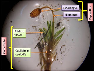 Embriofitas I: Los Musgos, División Bryophyta