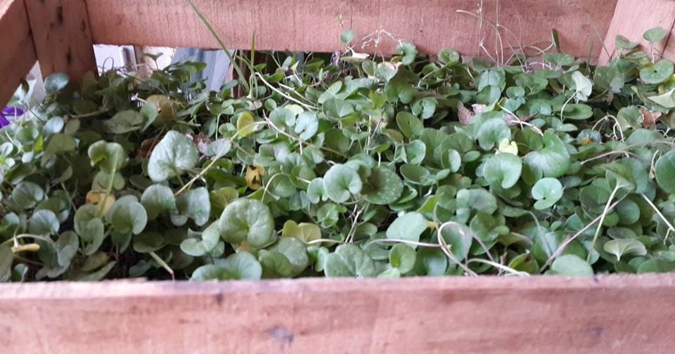 PLANTAS MORENAL: DICHONDRA REPENS - Oreja de ratón - Diponible en ...