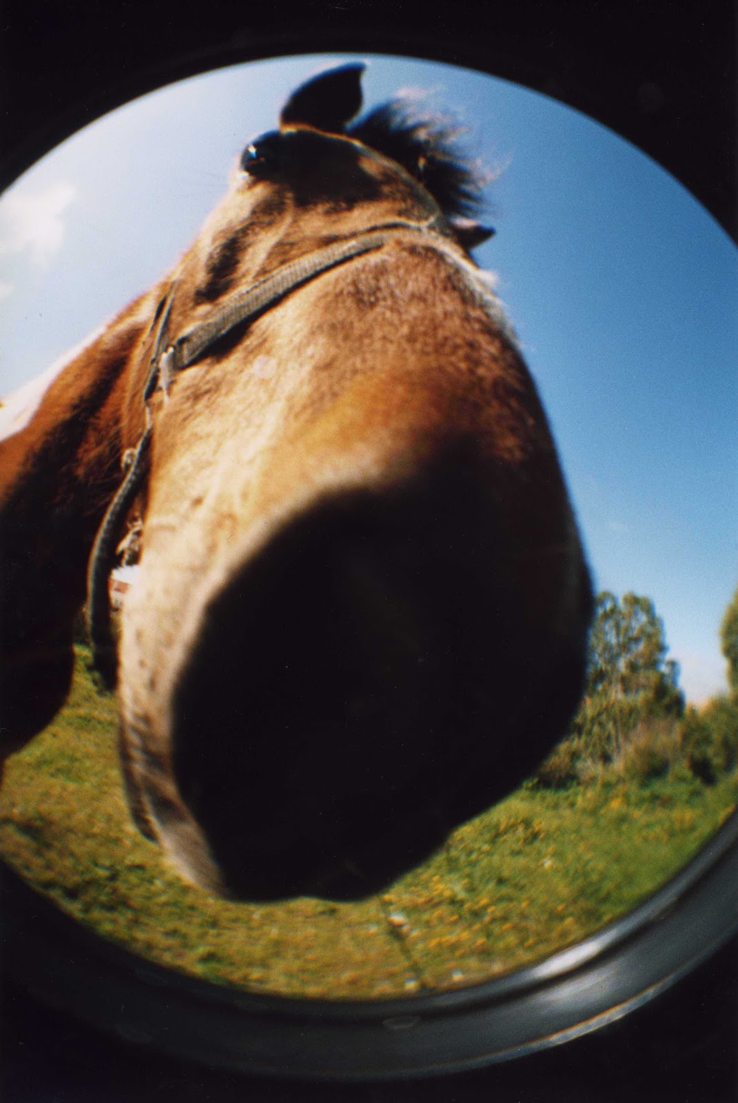 Tânia Clímaco: Lomografia_a arte de bem fotografar o acaso
