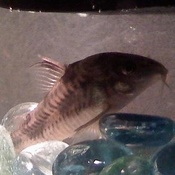 Fishes Images: Armorhead catfish