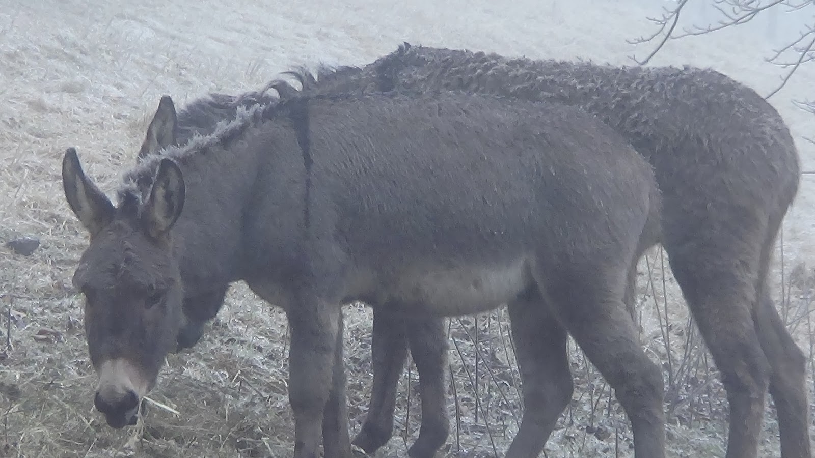 WATERFALL ROAD: JENNY FEMALE DONKEY