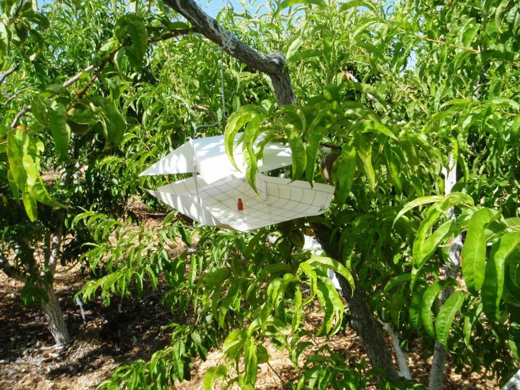 Xtremehorticulture of the Desert: Use Traps on Fruit Trees Not Insecticides