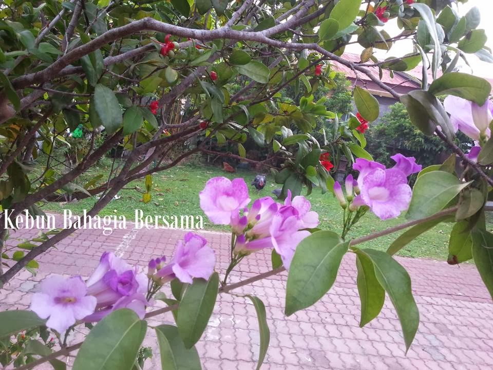 Kebun Bahagia Bersama: Pokok Garlic Vine, the False Garlic plant