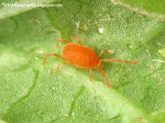 Red Spider Mite | Nature, Cultural, and Travel Photography Blog