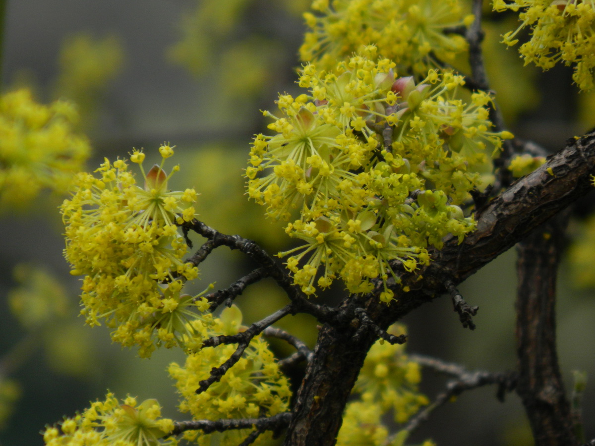 LA MULTI ANI, ROMANIA!: Pom inflorit cu flori galbene