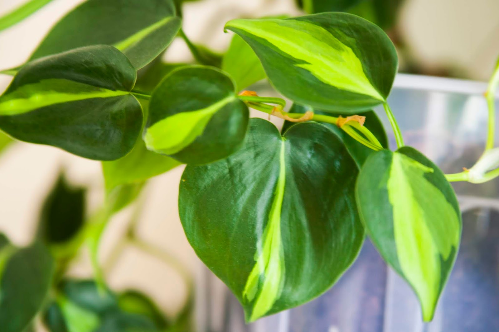 EPIPREMNUM, SCINDAPSUS, SCANDENS RÓŻNICE | Roślinny Gang