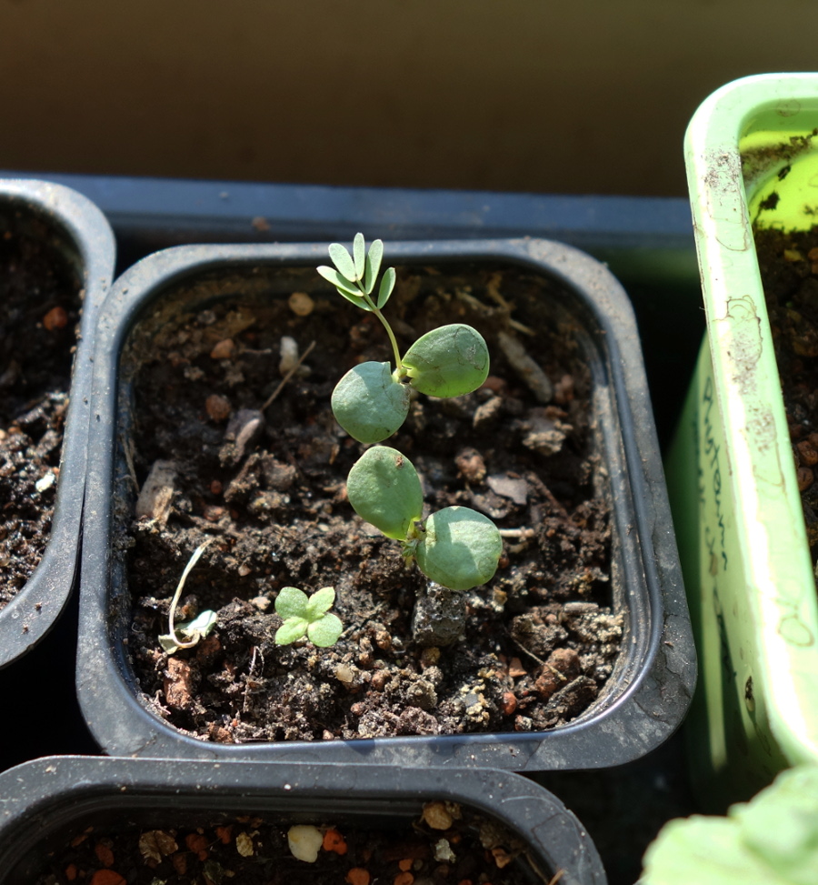 Saniaisten saattokoti: Keltaisen mimosan metsästys