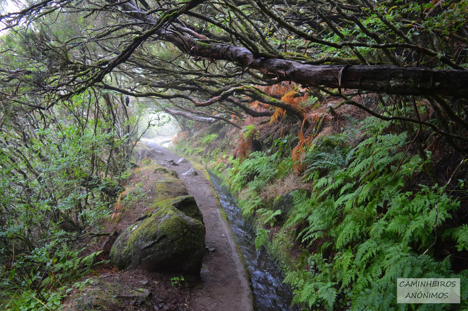 Caminheiros Anónimos Levadas da Madeira : Levada Grande do Paul (Calheta)