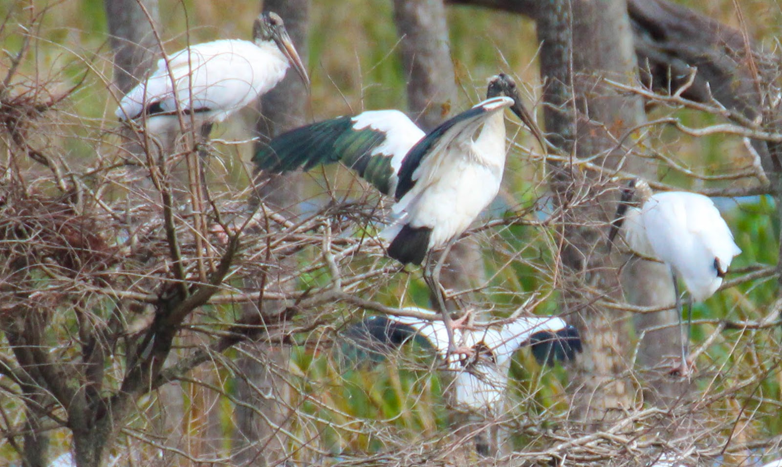 Cannundrums: Wood Stork