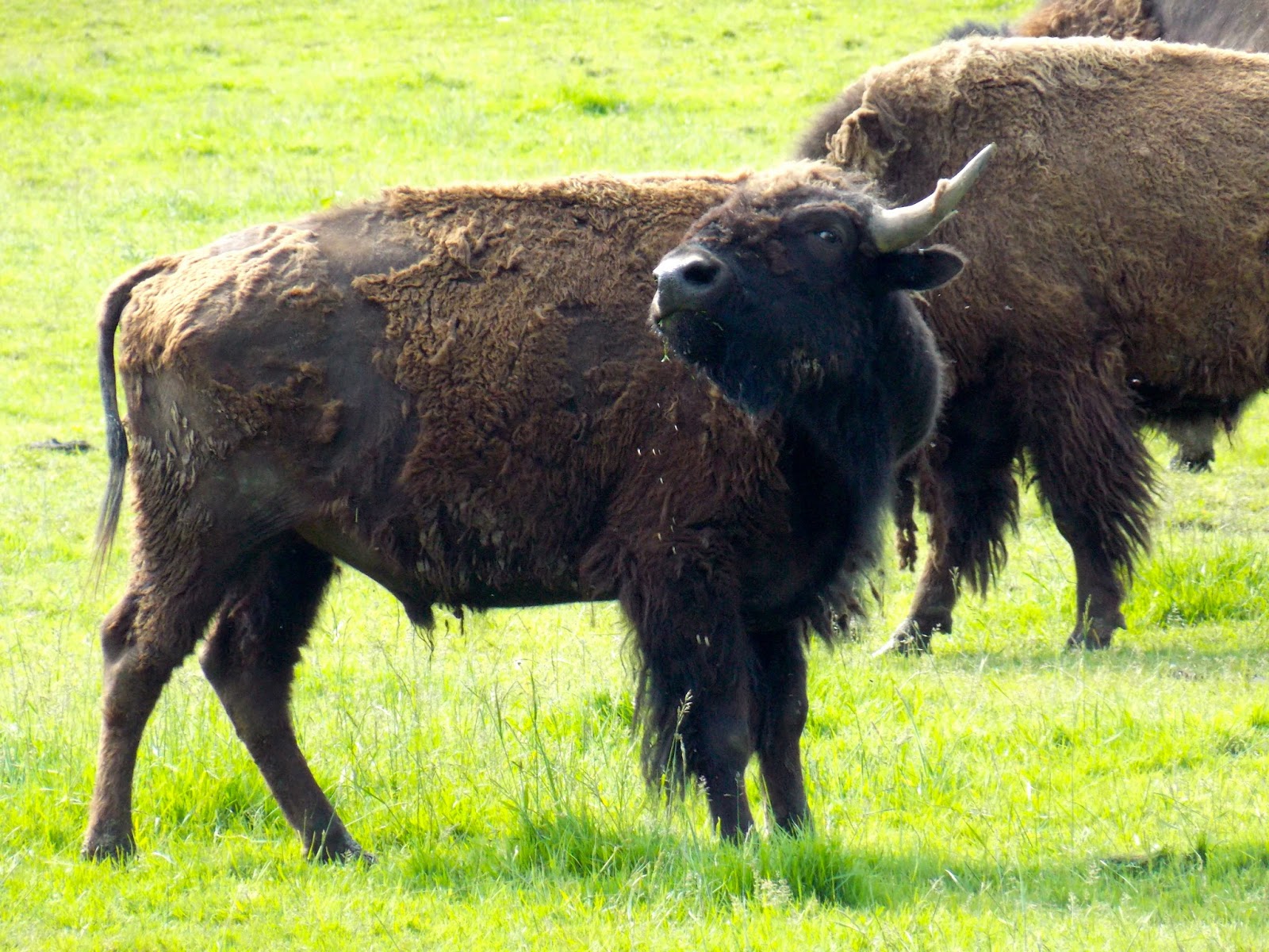 The Happy Nomads : Back on the Road, Part 1: Buffalo, Deer, and Lighthouses