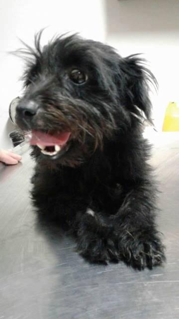 Adoptándonos: Max, hermoso cachorro barbincho de tamaño chico en adopción