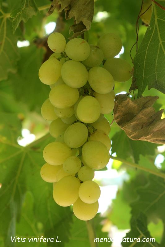 Menuda Natura: Vitis vinifera L.