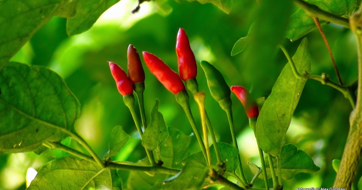 Canal Llanero : EL AJÍ PAJARITO