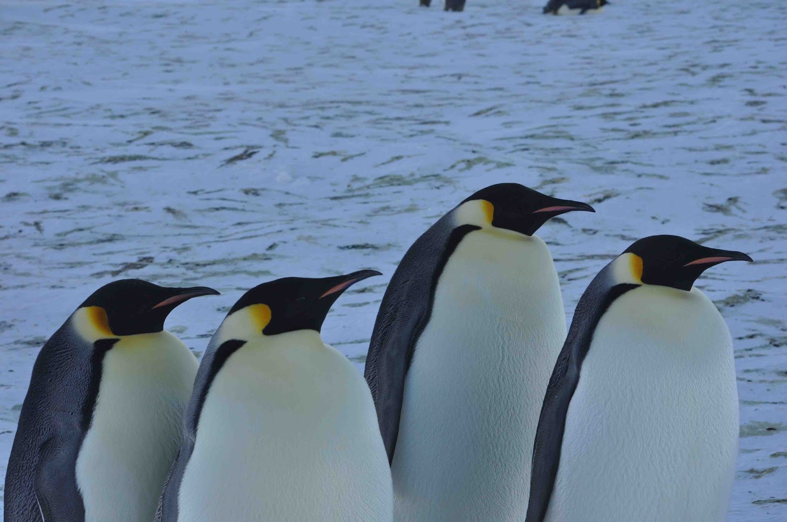 Gege 1 an en terre adelie: Les manchots empereur