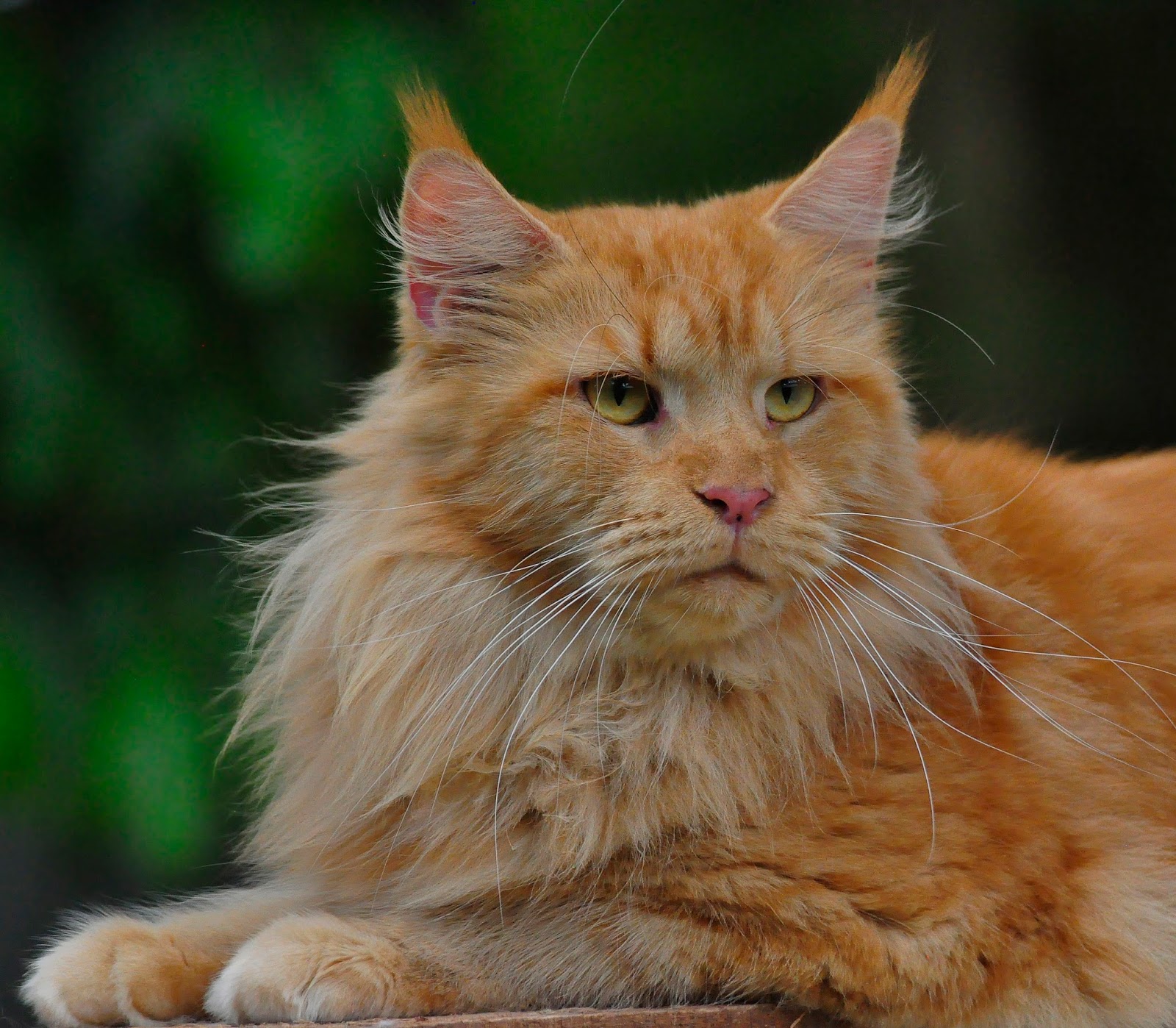 Kumpulan Kucing Jenis Garfield Terlucu