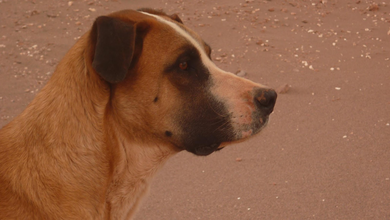 planeador: Historias de Cachete # 1