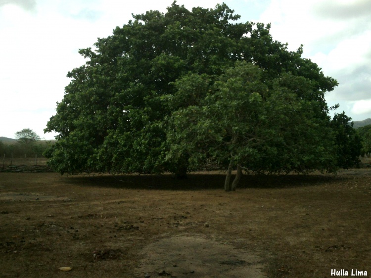 anacardium - JungleKey.fr Image #200