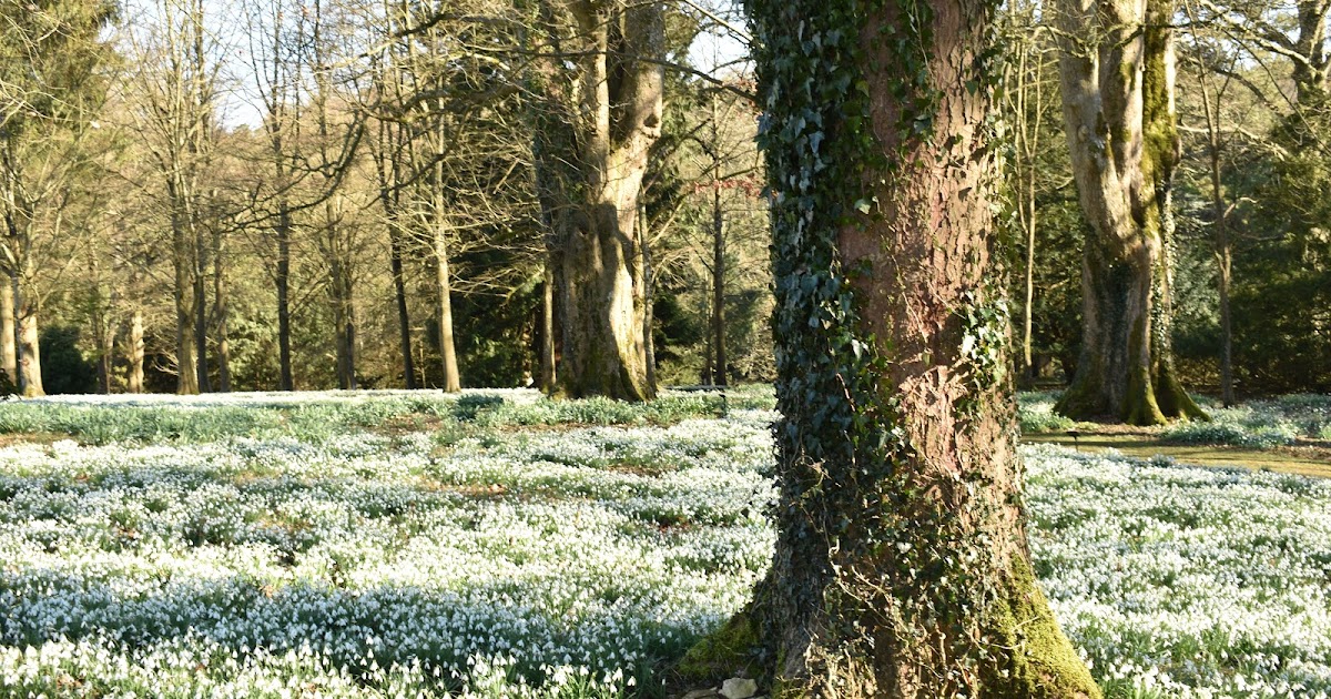 An afternoon at Colesbourne Park