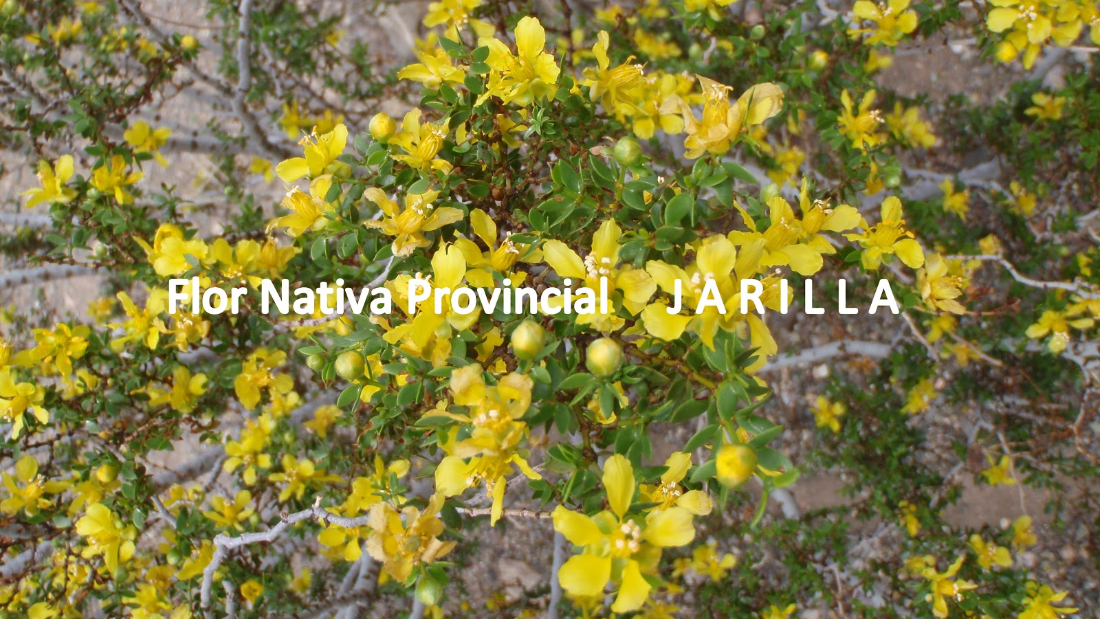 Reserva Natural Villavicencio: ¿Sabés cuál es la Flor Nativa Mendocina?