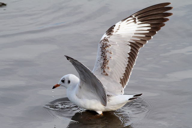 Rotherhithe & Beyond: Brown-headed Gulls age by age