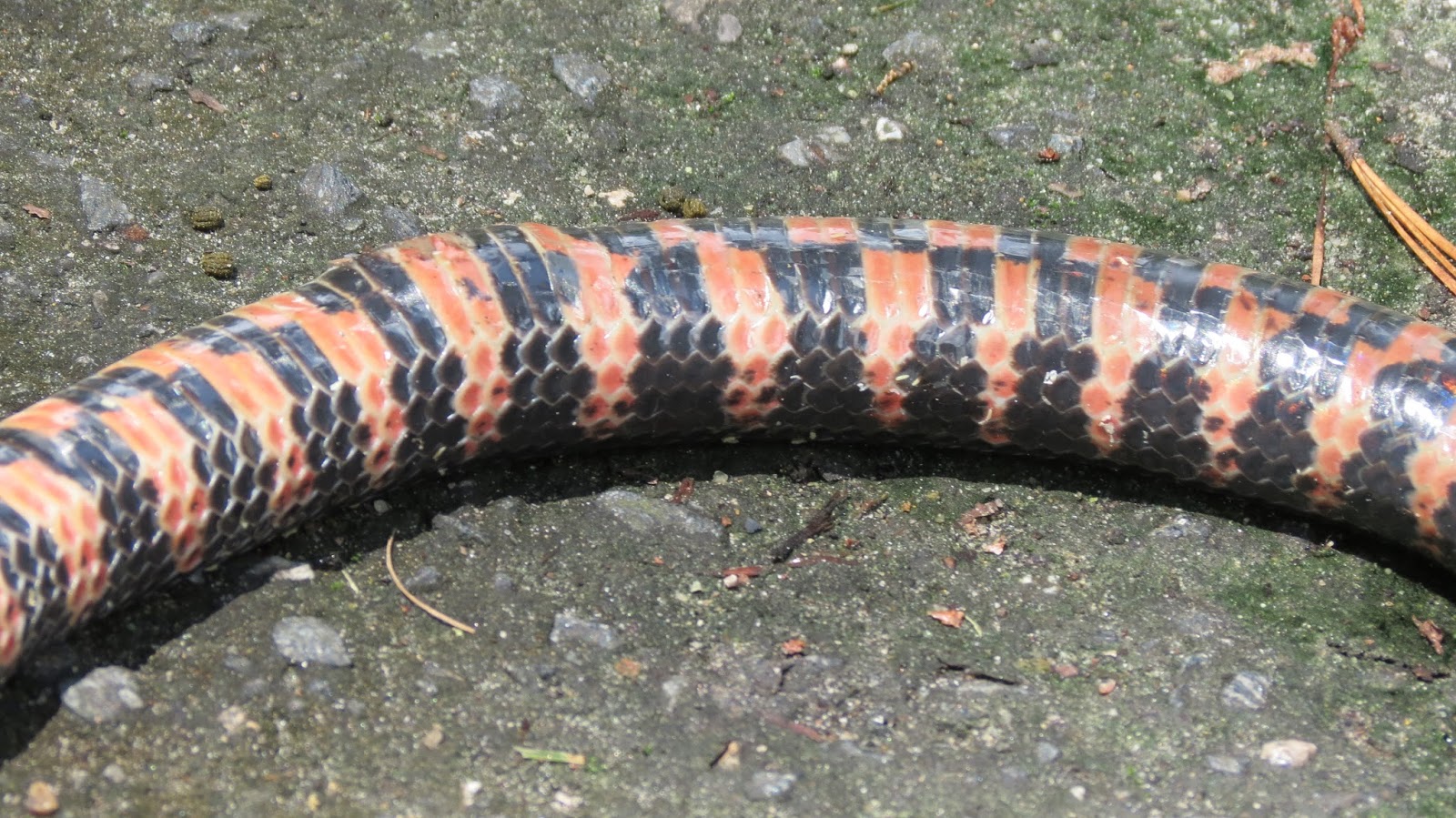 Our Nature: Hoop-De-Do Over Mud Snakes