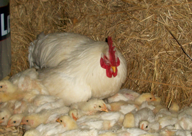 Beginners guide for Poultry Birds Brooding-Nutrition and Management ...
